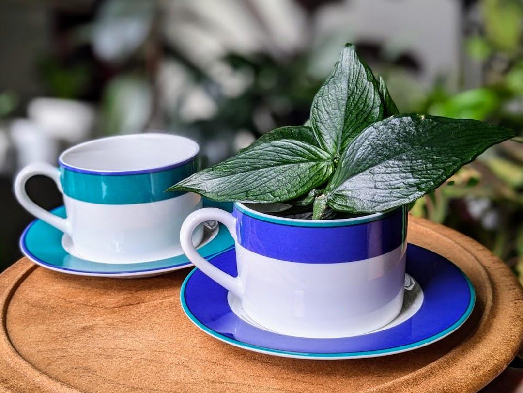 Upcycled Teacup Planter With Drainage, Perfect for Plants, Herbs and ...