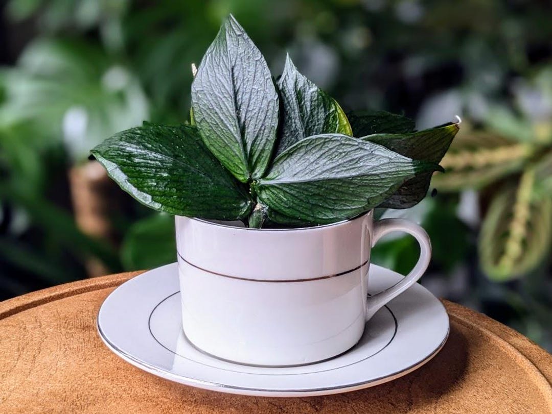 Upcycled Planter With Drainage - Teacup and Saucer Set in White and ...