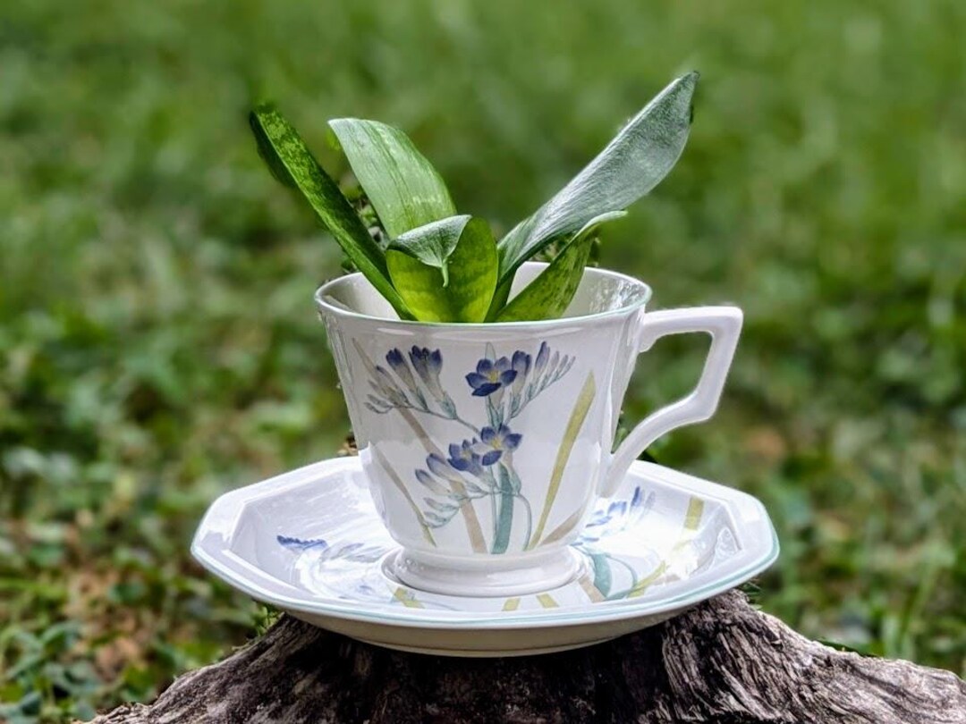 Upcycled Planter With Drainage Vintage Teacup & Saucer Set With Blue ...