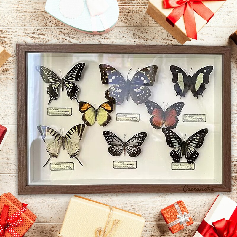 Dried Butterflies - Etsy