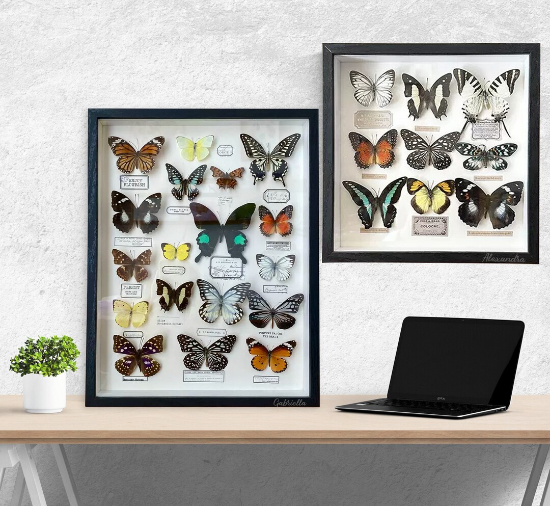 Personalized Real Butterfly Dried Specimen,carved Butterfly Specimen ...