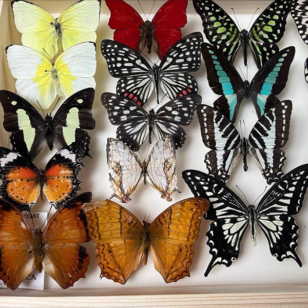 Dried Butterflies - Etsy