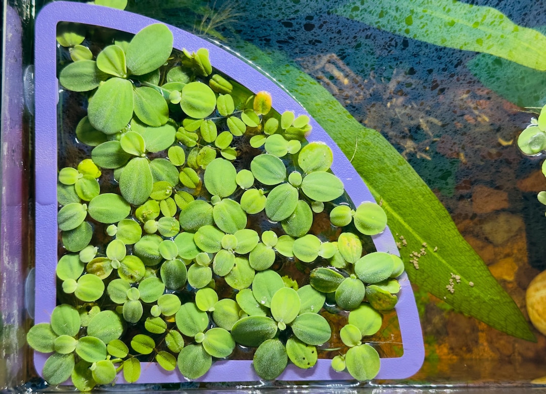 Aquarium Floating Plants Divider With Suction Cups, Triangle Corner ...