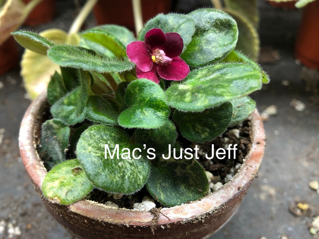 Variegated Leaf Miniature African Violet Live Plant 2 Pot Mac's Just ...