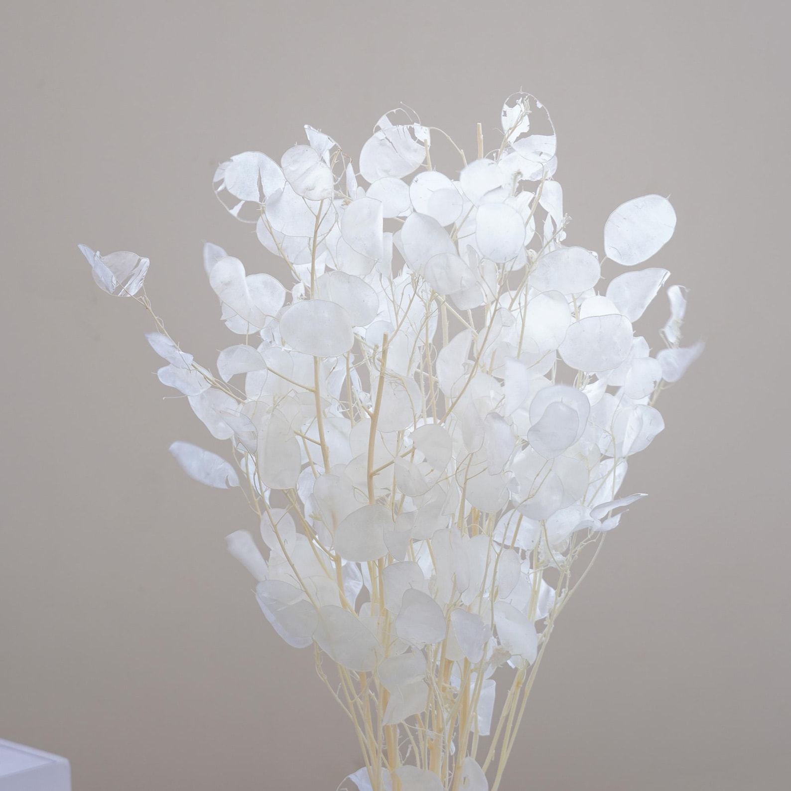Natural Dried Lunaria Bunch: DIY Floral Arrangement Supply - Etsy