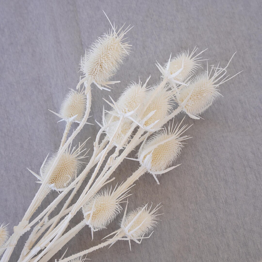 Bleached White Thistle Bunch: Natural Dried Flower Arrangement - Etsy