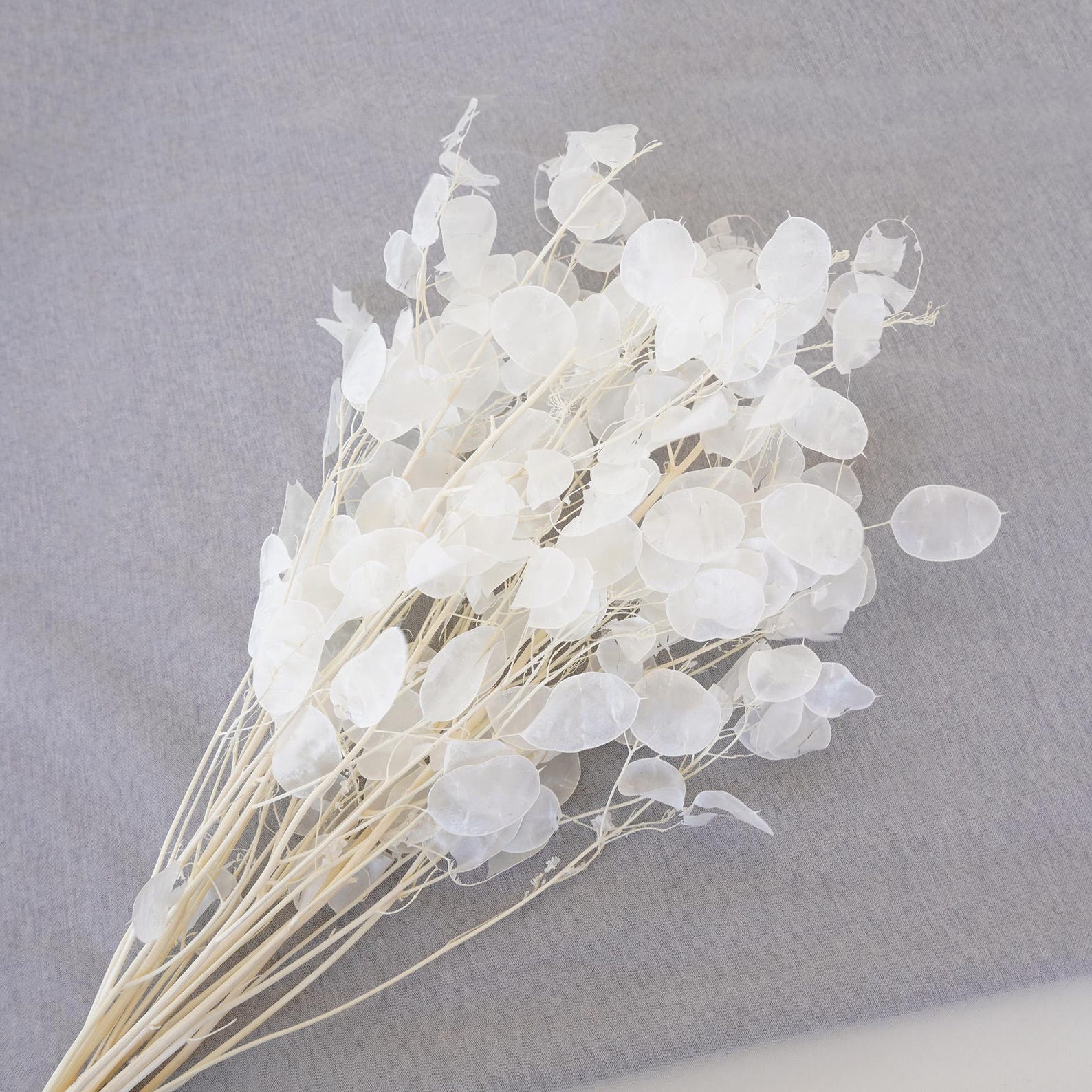 Natural Dried Lunaria Bunch: DIY Floral Arrangement Supply - Etsy