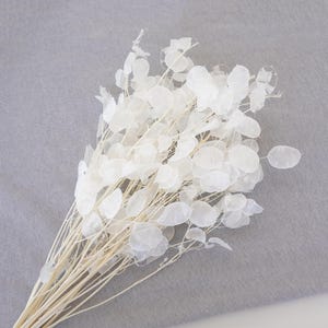 Natural Dried Lunaria Bunch: DIY Floral Arrangement Supply - Etsy
