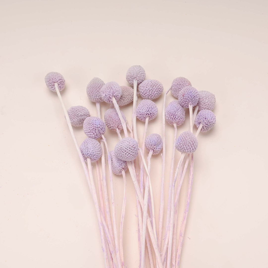 20 Stems Dried Billy Balls Craspedia,yellow+pink+purple Billy Balls ...