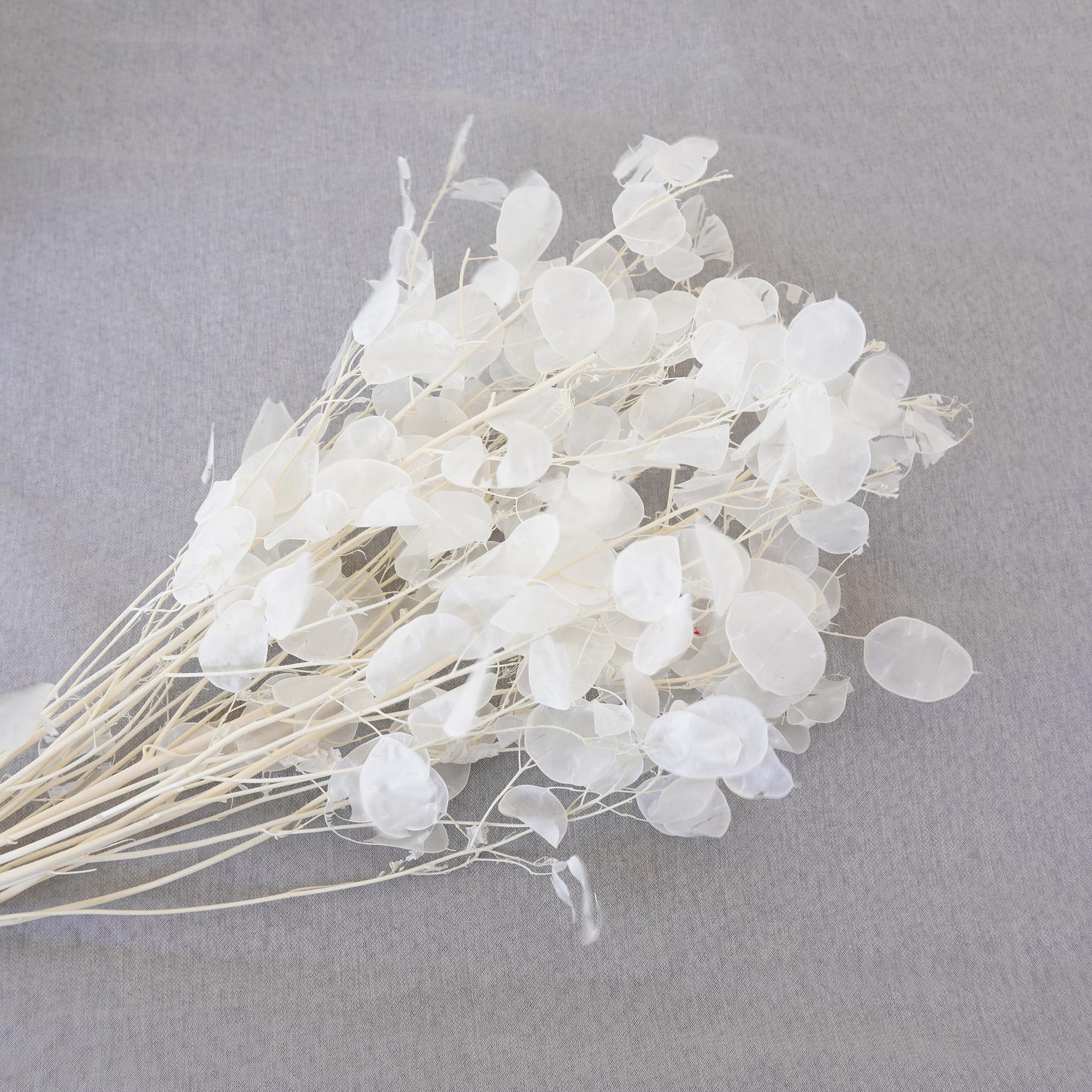 Natural Dried Lunaria Bunch: DIY Floral Arrangement Supply - Etsy