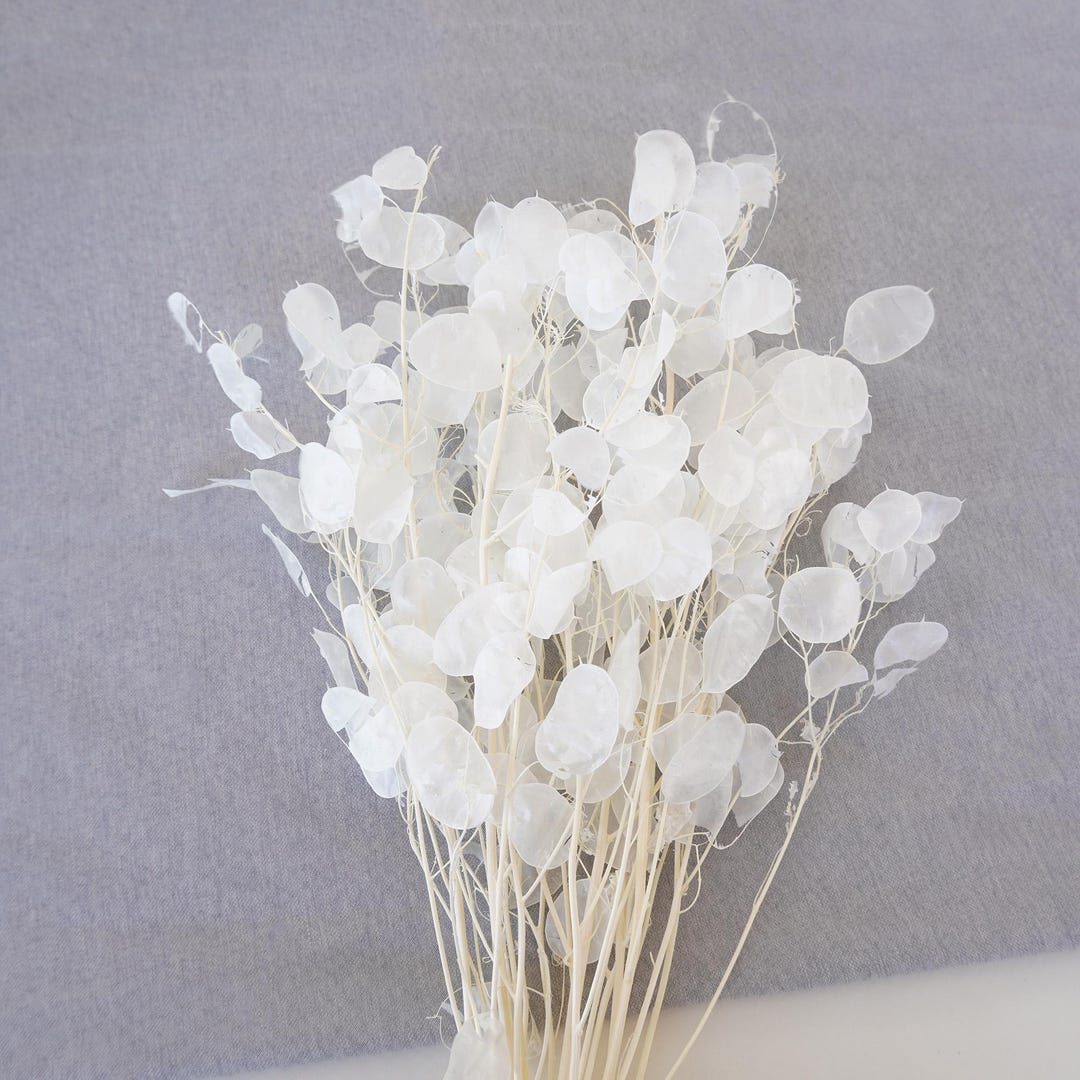 Natural Dried Lunaria Bunch: DIY Floral Arrangement Supply - Etsy