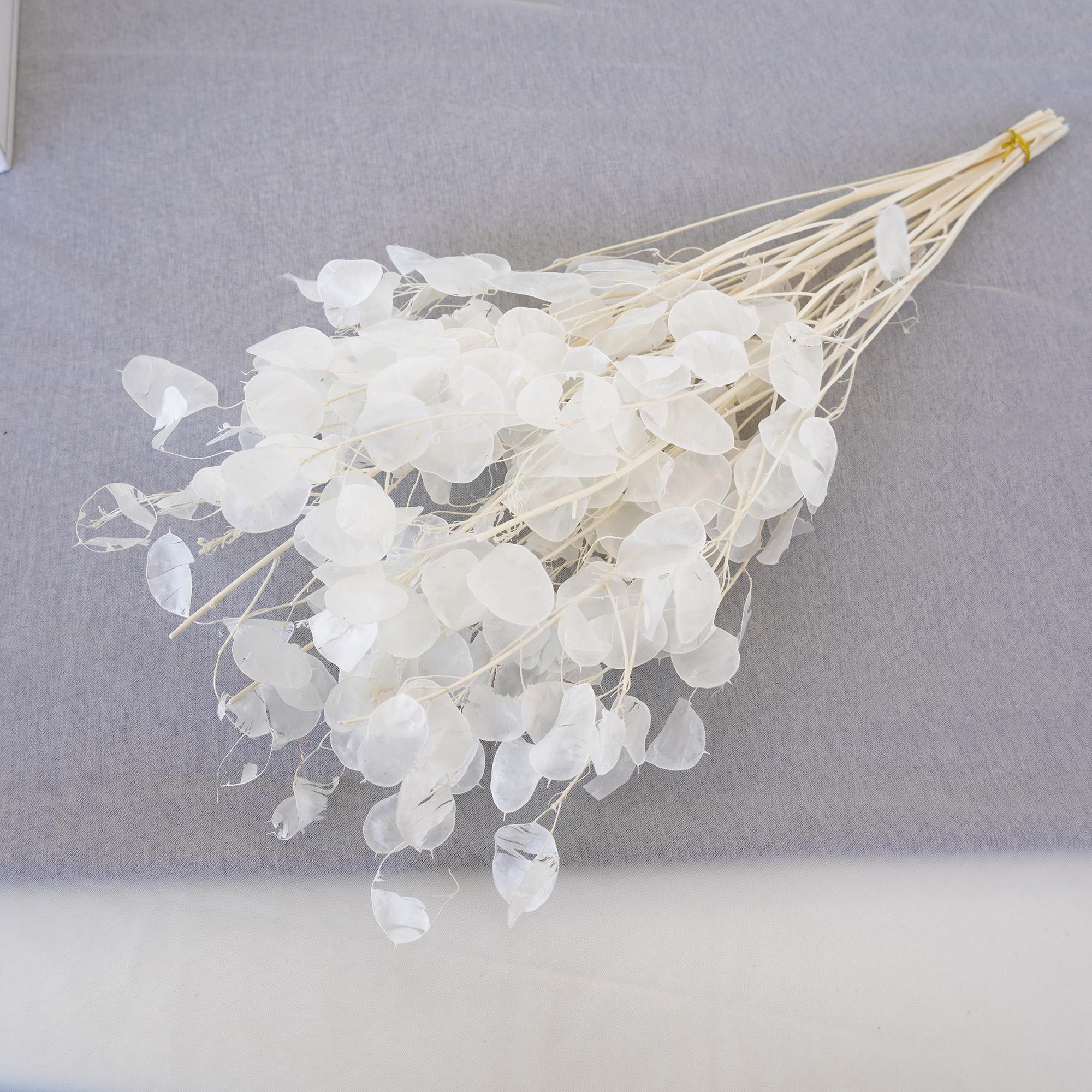 Natural Dried Lunaria Bunch: DIY Floral Arrangement Supply - Etsy