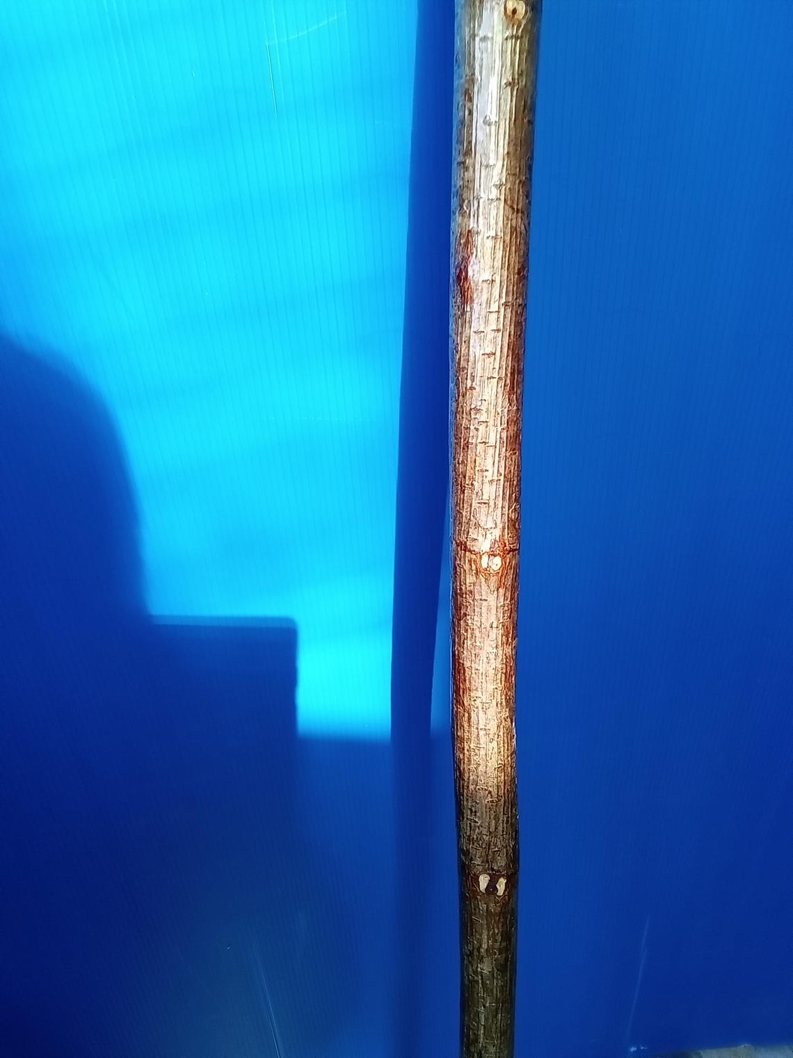 WALKING STICK/CANE With Victorian Style Brass Handle on Hazel Stick ...