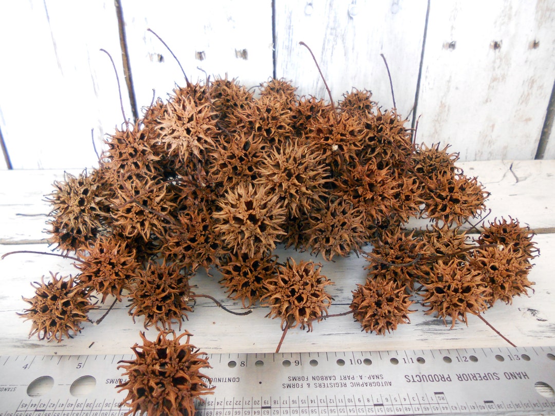 50 Sweet Gum Tree Ball/ Spiky Balls/ Witches Burr/ Seed Balls - Etsy