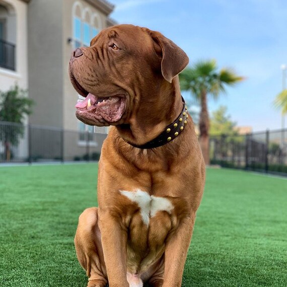 Extra Large Custom Made Leather Dog Collar With Row Spots 2 | Etsy