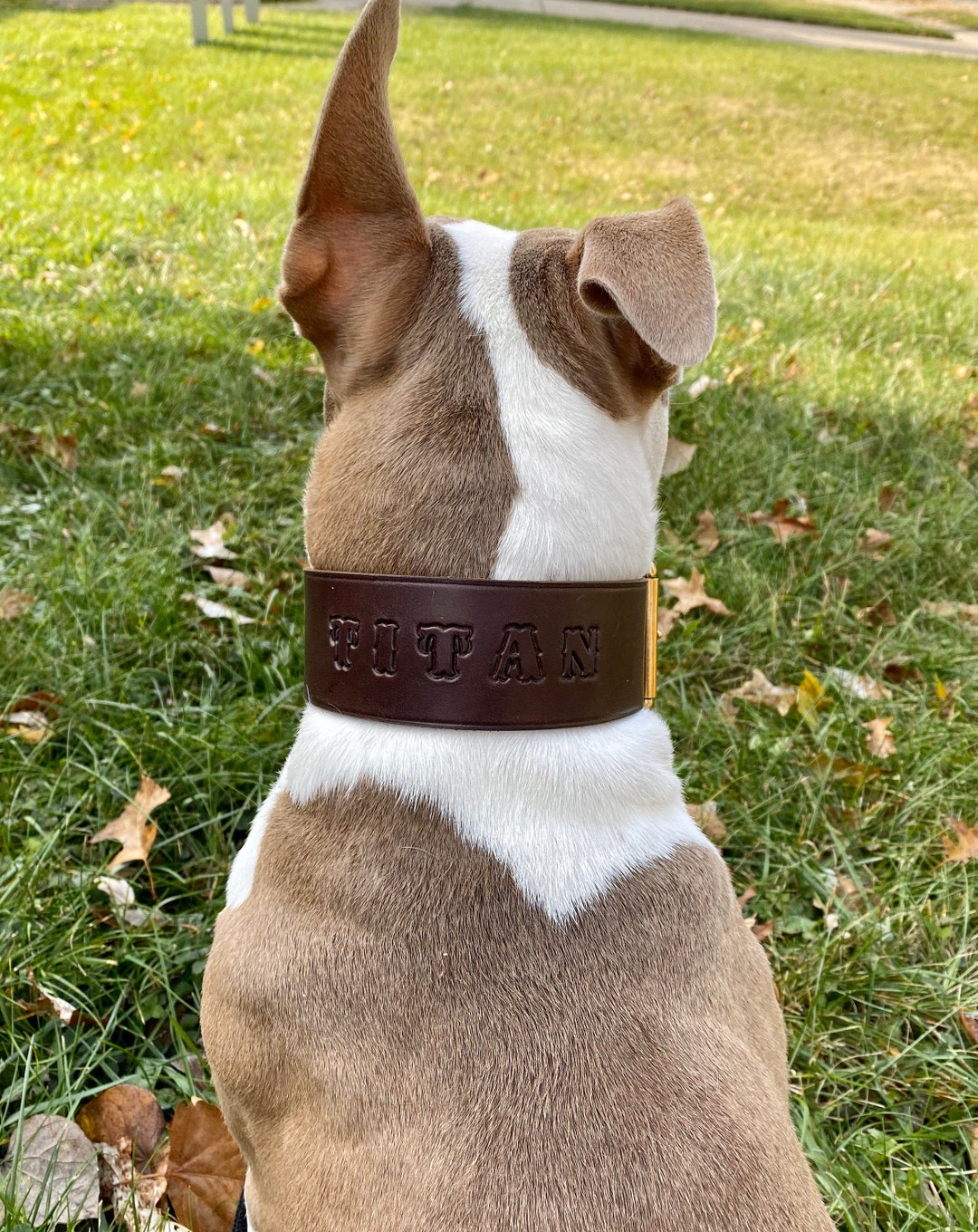 Extra Large Custom Made Leather Dog Collar 2 Inches Wide With Free ...