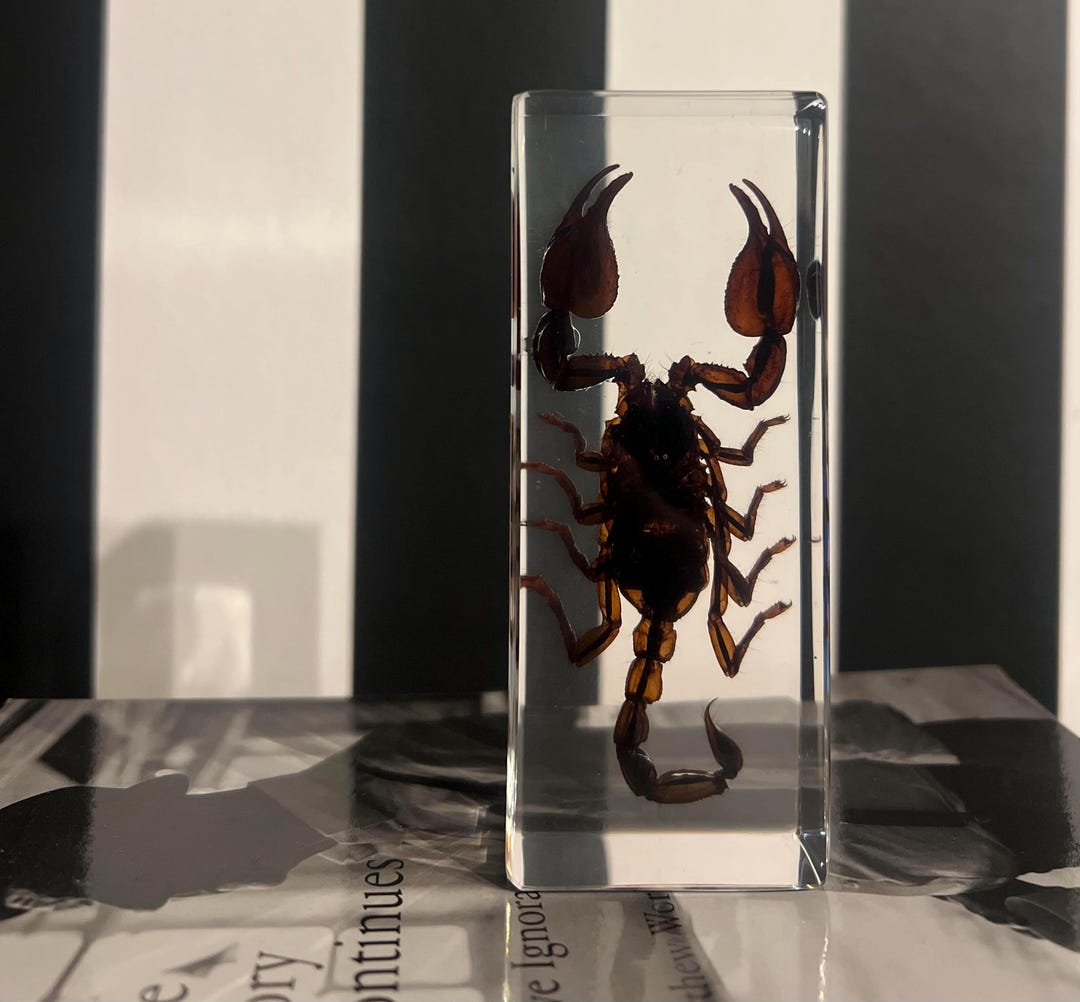 Large Taxidermy Scorpion Real Scorpion Specimen, Curiosity, Taxidermy ...