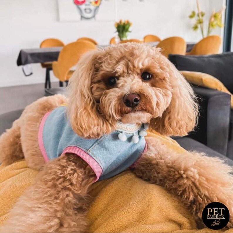 Boho Harness for a Dog, Vest for a Maltese, Maltipoo, Poodle, Bichpoo ...