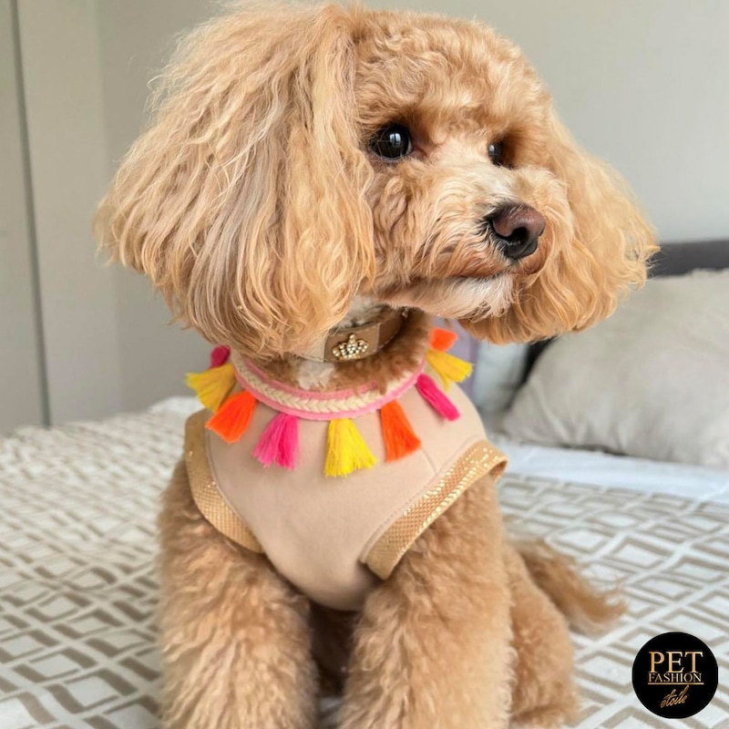 Designer Dog Clothes - Etsy