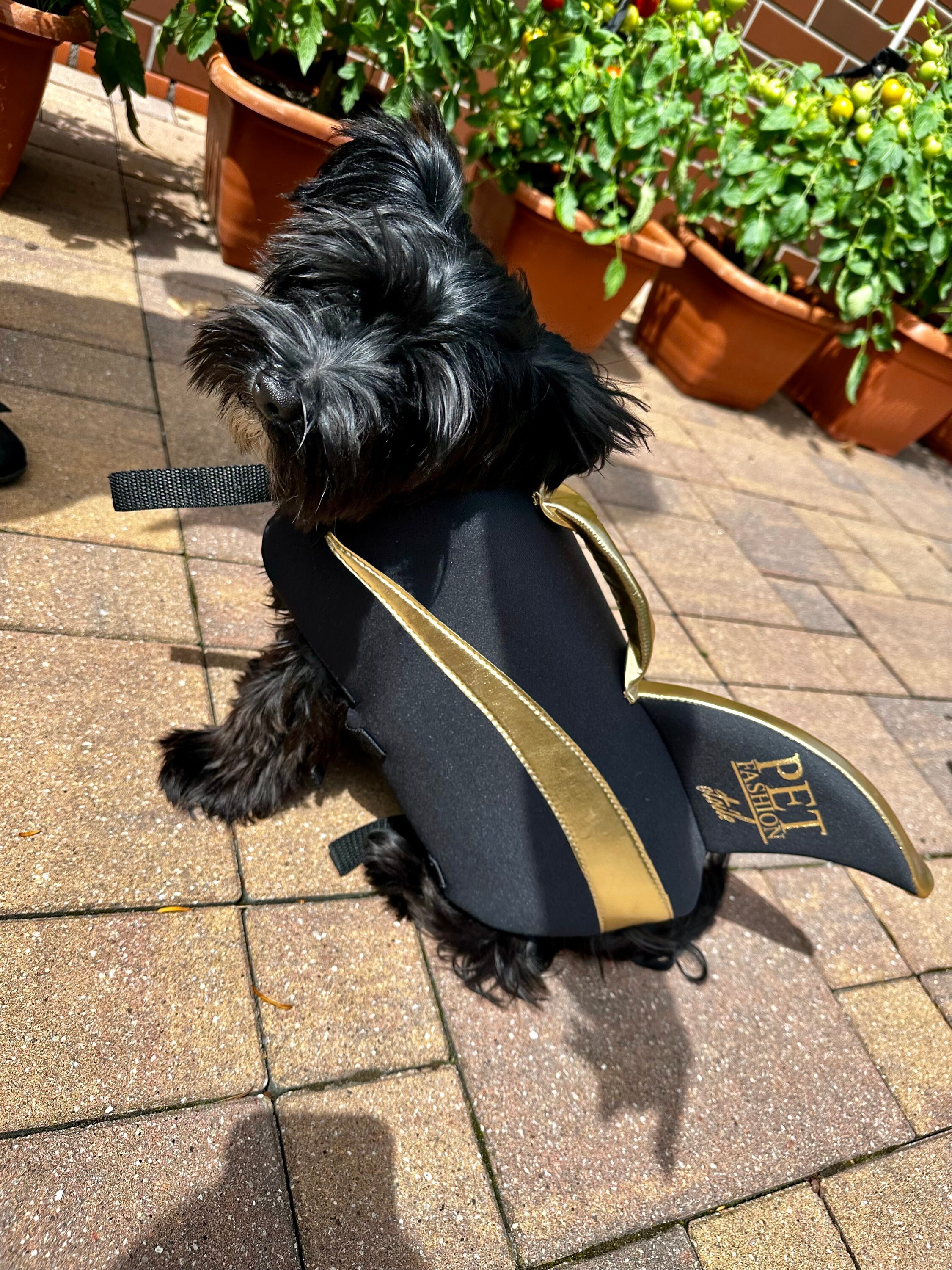 KAPOK for a Dog SHARK, Life Jacket, Dog Shark Life Jacket, Dog Life ...