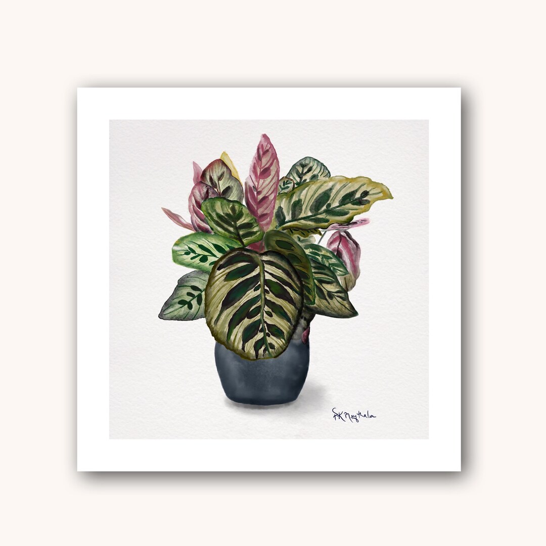 Calathea Plant in Black Pot Art Print, Botanical Wall Decor, Nature ...