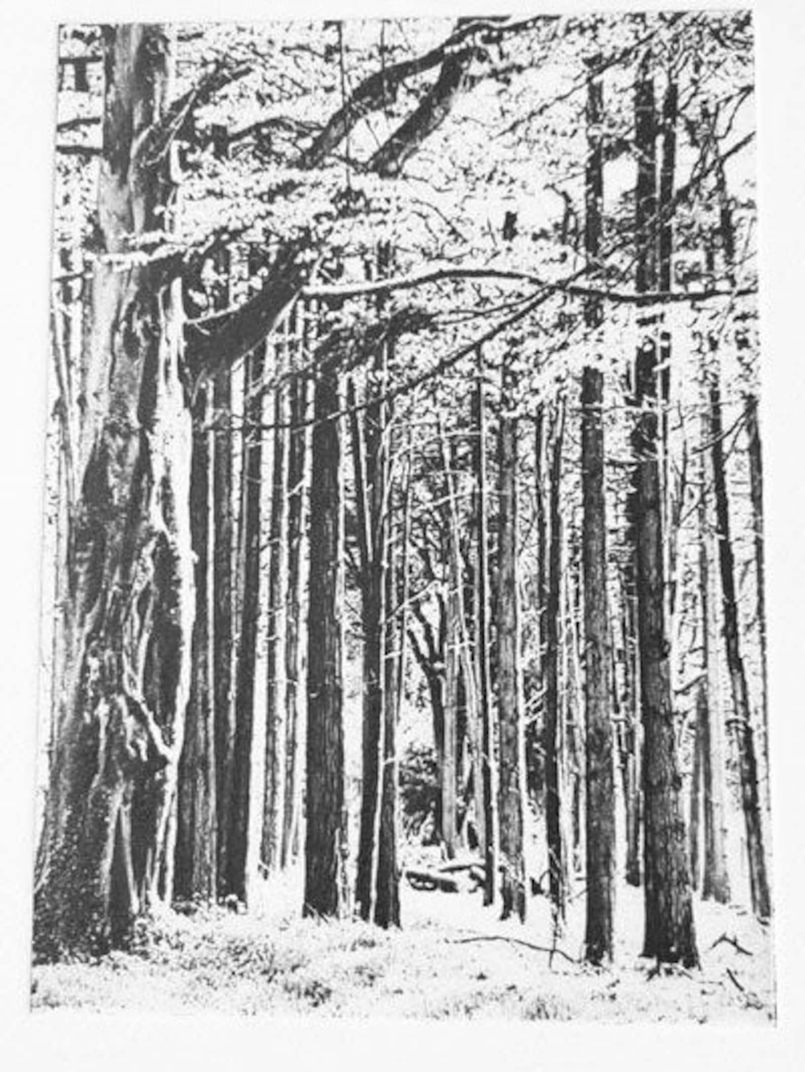 Doneraile Long Walk Photo Etch Print 2021 - Etsy
