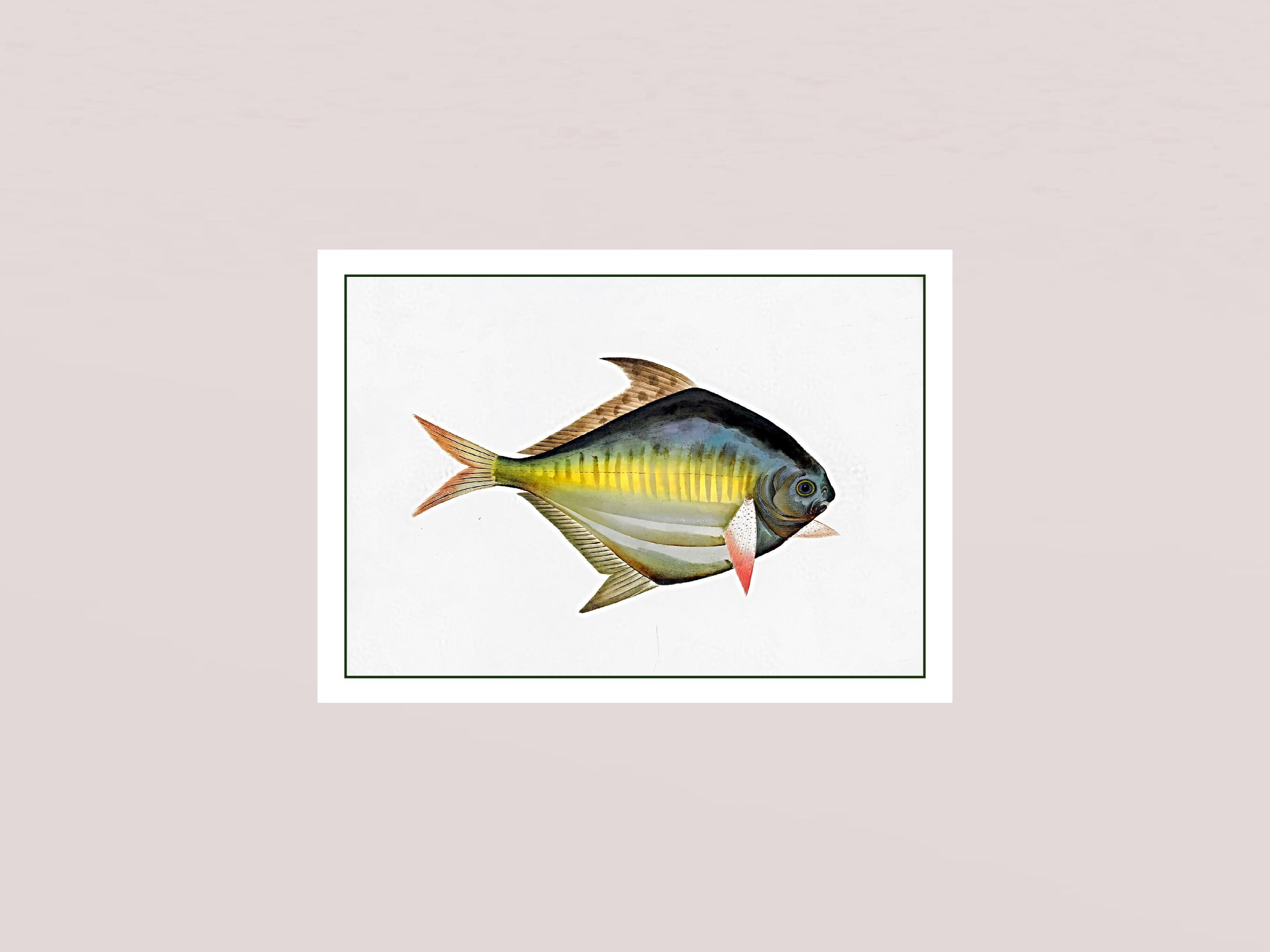 Historical Fish Study Print | Vintage Marine Biology Digital Art ...
