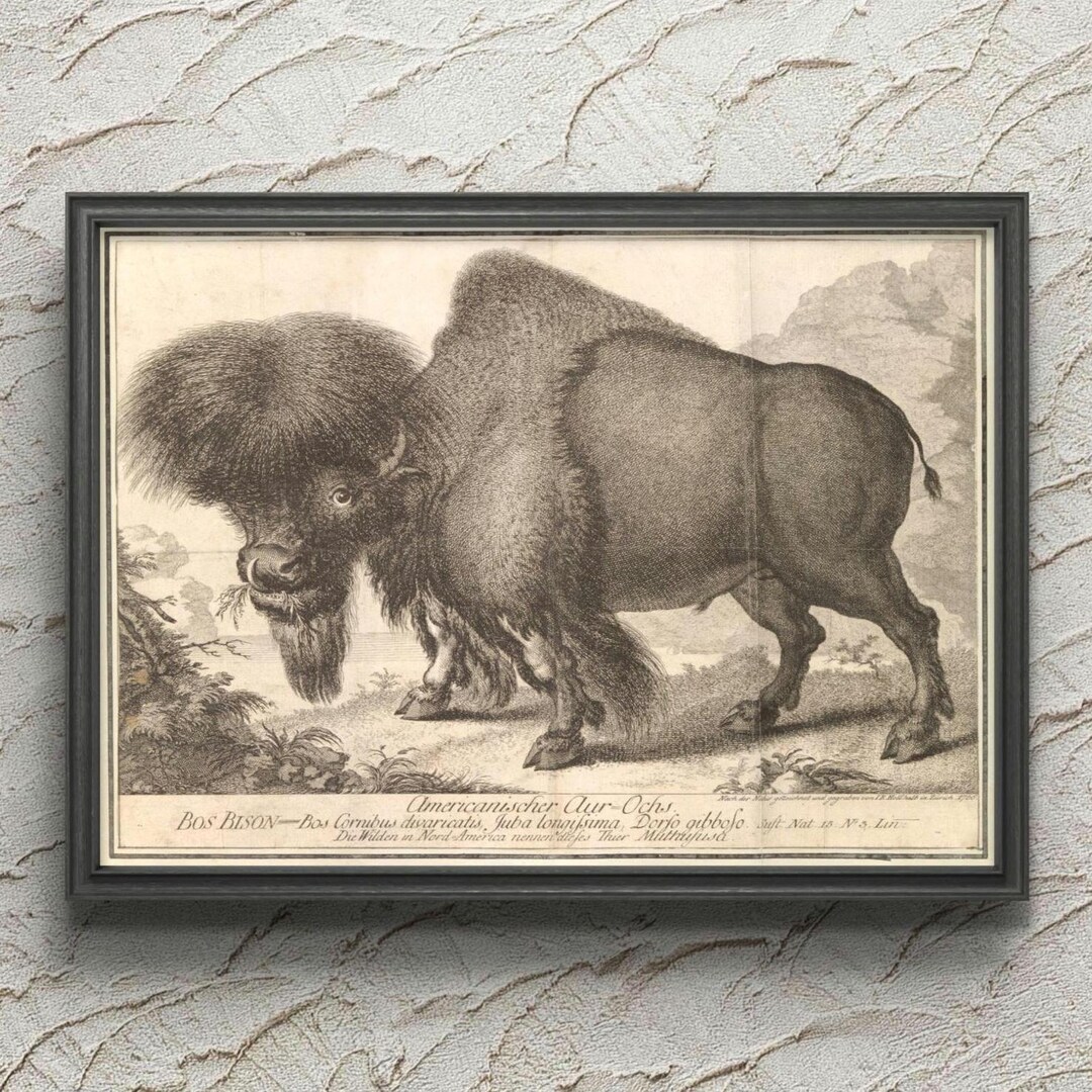 American Buffalo Art Print, Bison Wall Art Digital Download, High Res ...