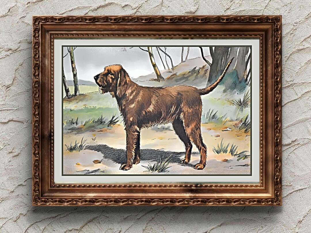 Griffon Fauve Hunting Dog | 5x7 Vintage French Hound Illustration ...