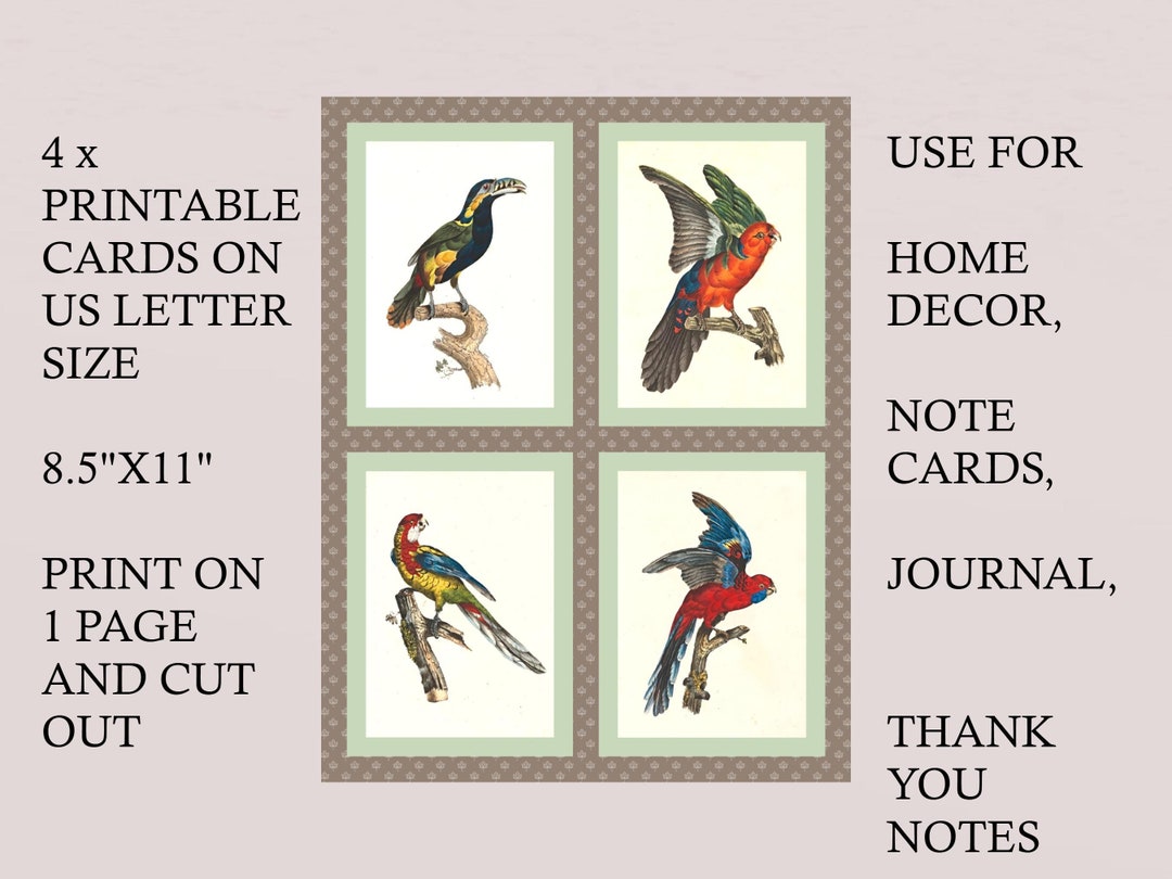 Vintage Bird Card Printable Set of 4, Vintage Parrot Illustrations ...