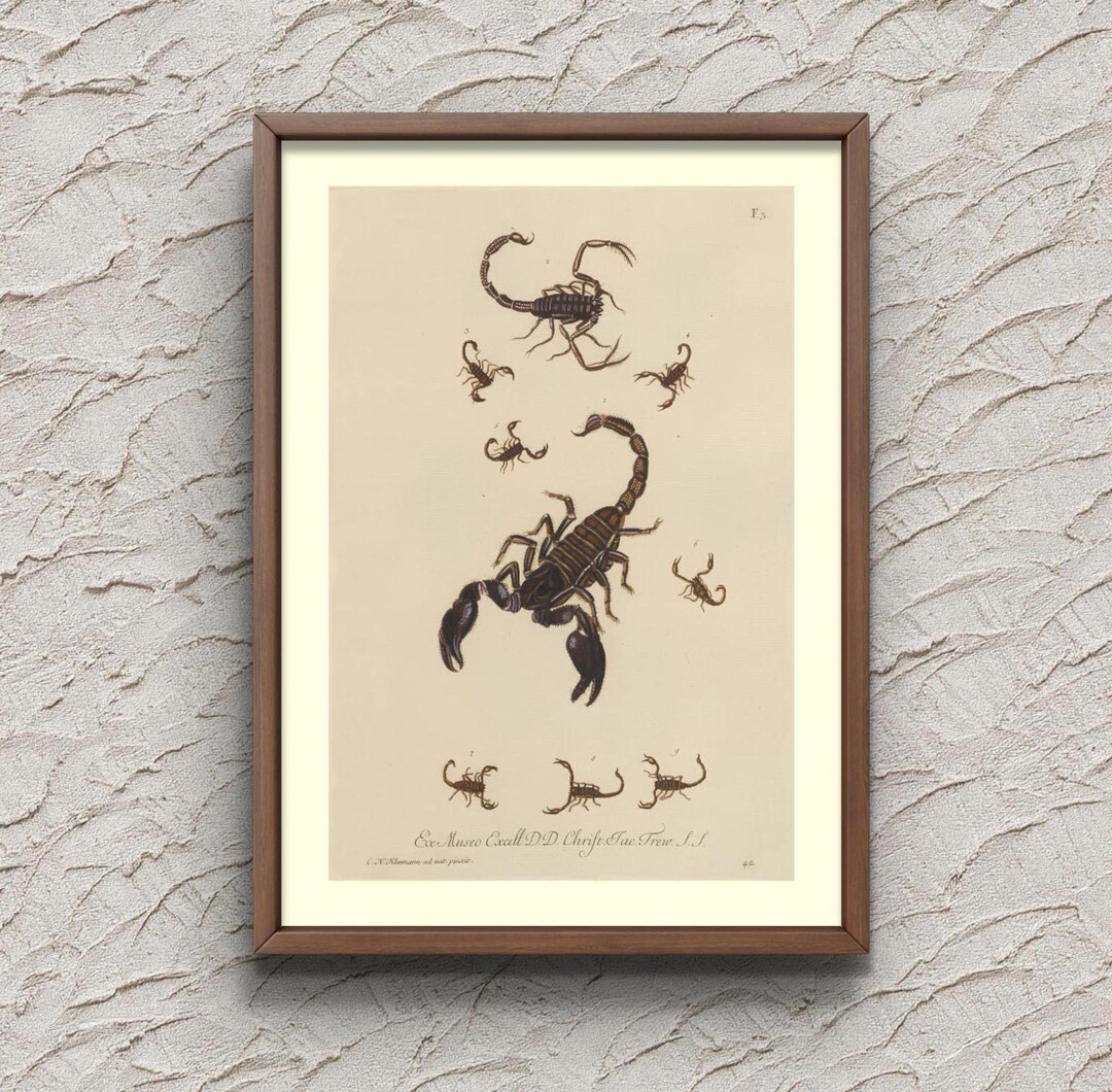Scorpion Wall Art, Insect Print, Antique Illustration, Modern Farmhouse ...