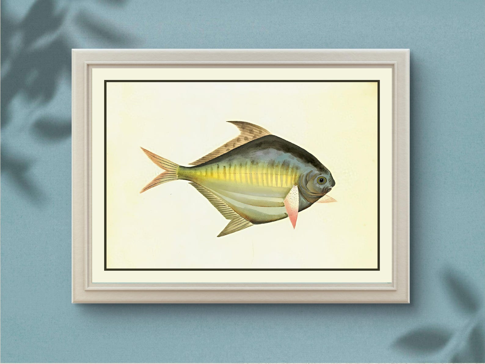 Historical Fish Study Print | Vintage Marine Biology Digital Art ...