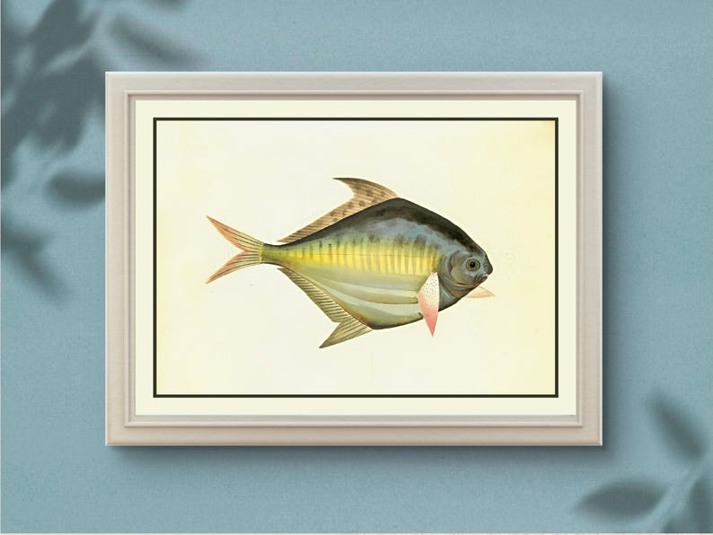 Historical Fish Study Print | Vintage Marine Biology Digital Art ...