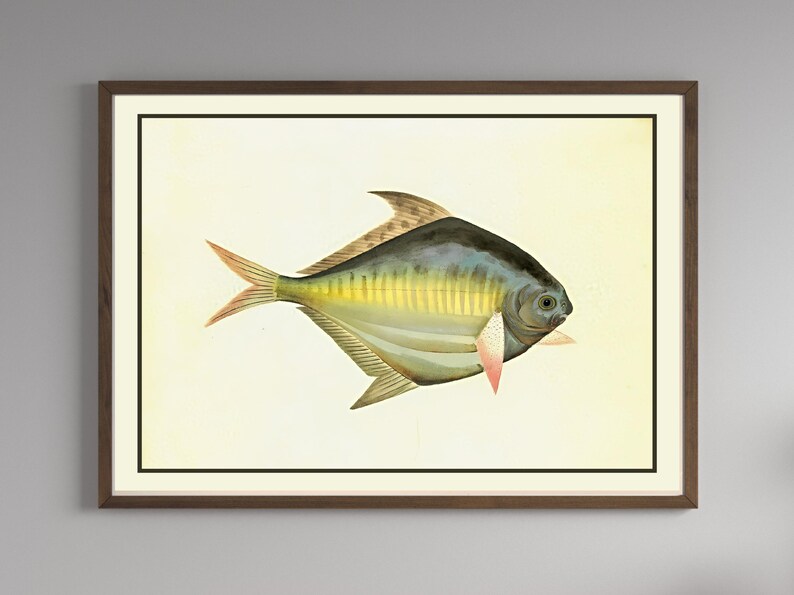 Historical Fish Study Print | Vintage Marine Biology Digital Art ...