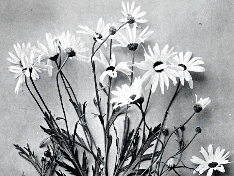 Vintage Daisy Photo Black White Botanical Print Digital Download Wall ...