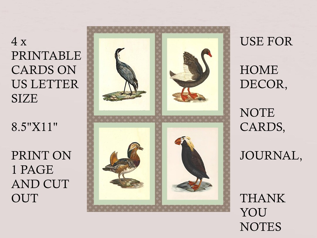 Vintage Bird Card Printable Set of 4, Exotic Unusual Animal ...