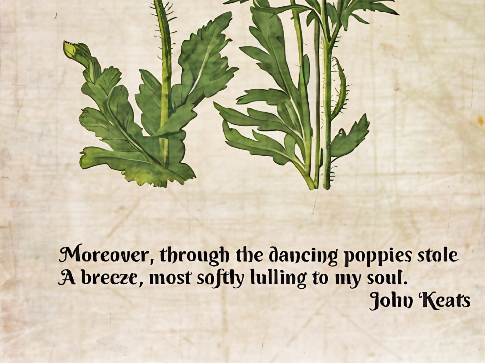 Red Poppy Picture, Poetry Quote Printable, Flower Art Download, John ...