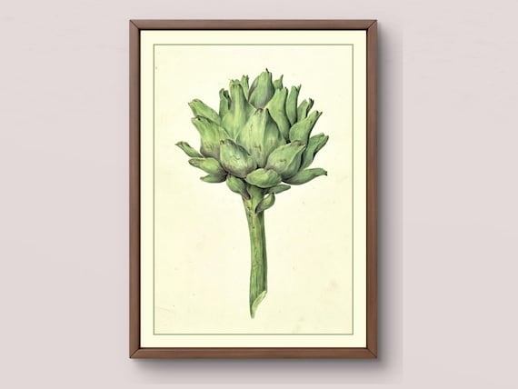 Artichoke Vegetable Drawing