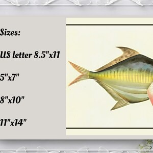 Historical Fish Study Print | Vintage Marine Biology Digital Art ...