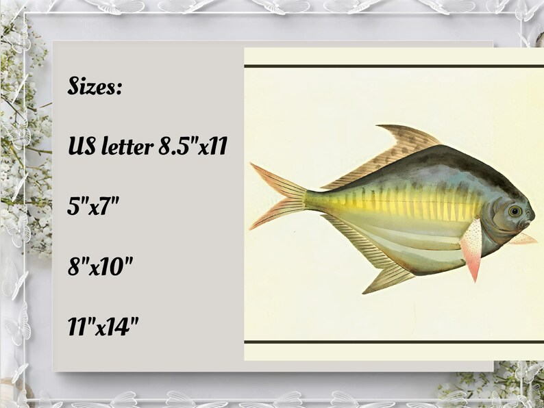 Historical Fish Study Print | Vintage Marine Biology Digital Art ...