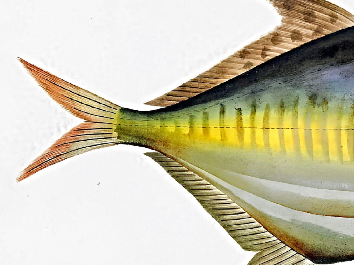 Historical Fish Study Print | Vintage Marine Biology Digital Art ...
