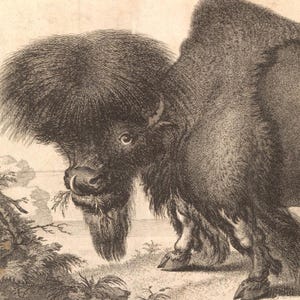 American Buffalo Art Print, Bison Wall Art Digital Download, High Res ...