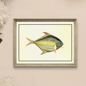 Historical Fish Study Print | Vintage Marine Biology Digital Art ...