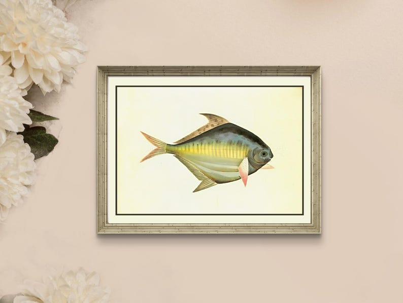 Historical Fish Study Print | Vintage Marine Biology Digital Art ...