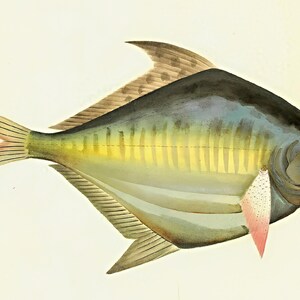 Historical Fish Study Print | Vintage Marine Biology Digital Art ...