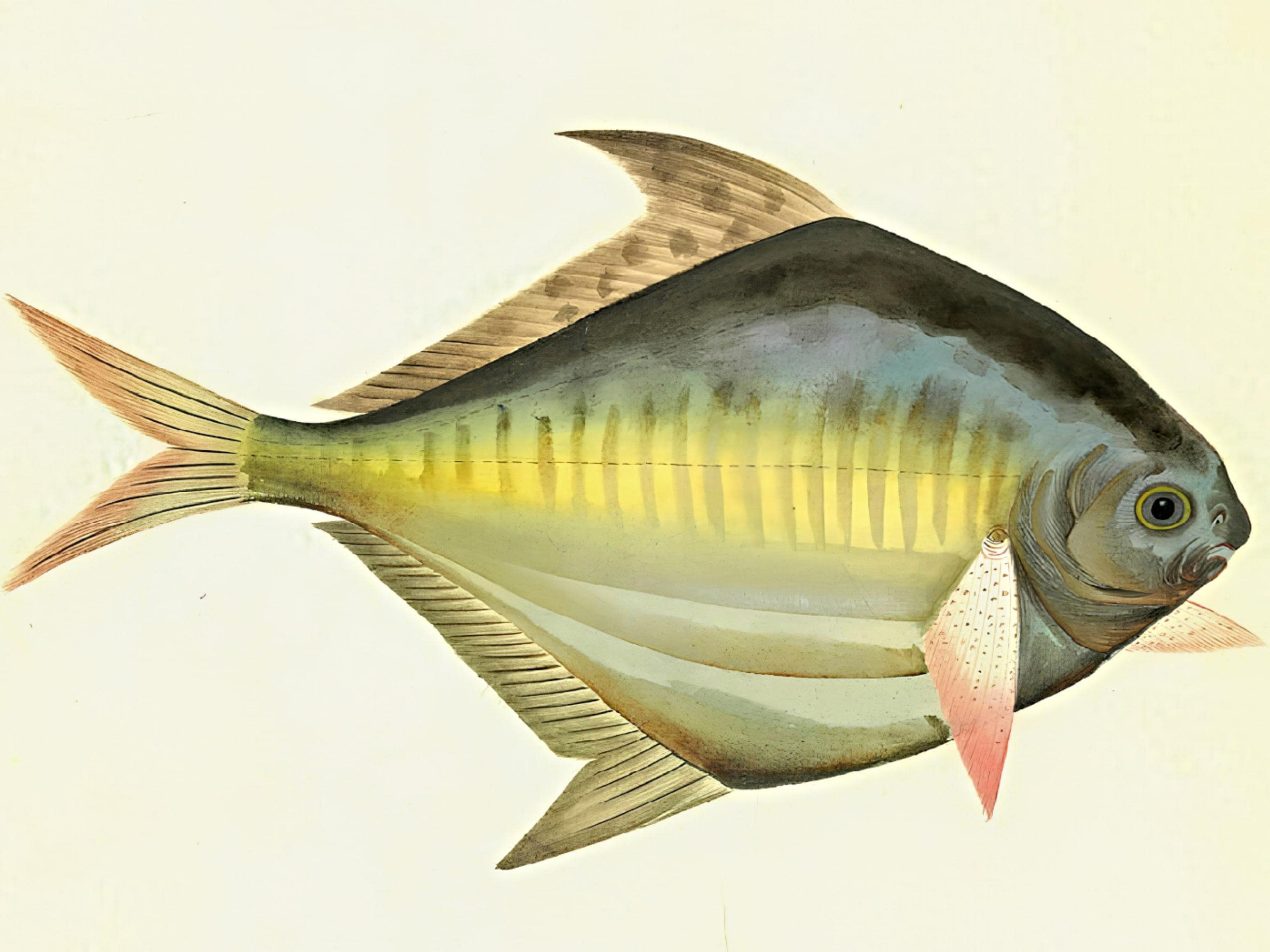 Historical Fish Study Print | Vintage Marine Biology Digital Art ...