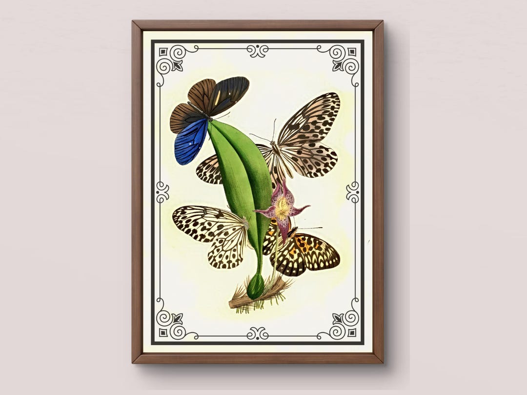 Butterfly Picture Art, Antique Botanical Illustration, Exotic Insect ...