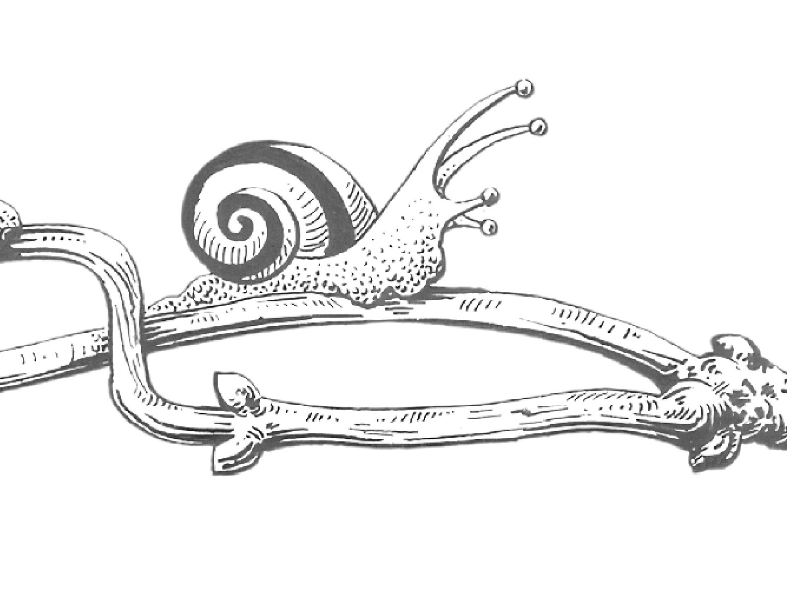 Vintage Snail Border Illustration PNG, Transparent Background Drawing ...