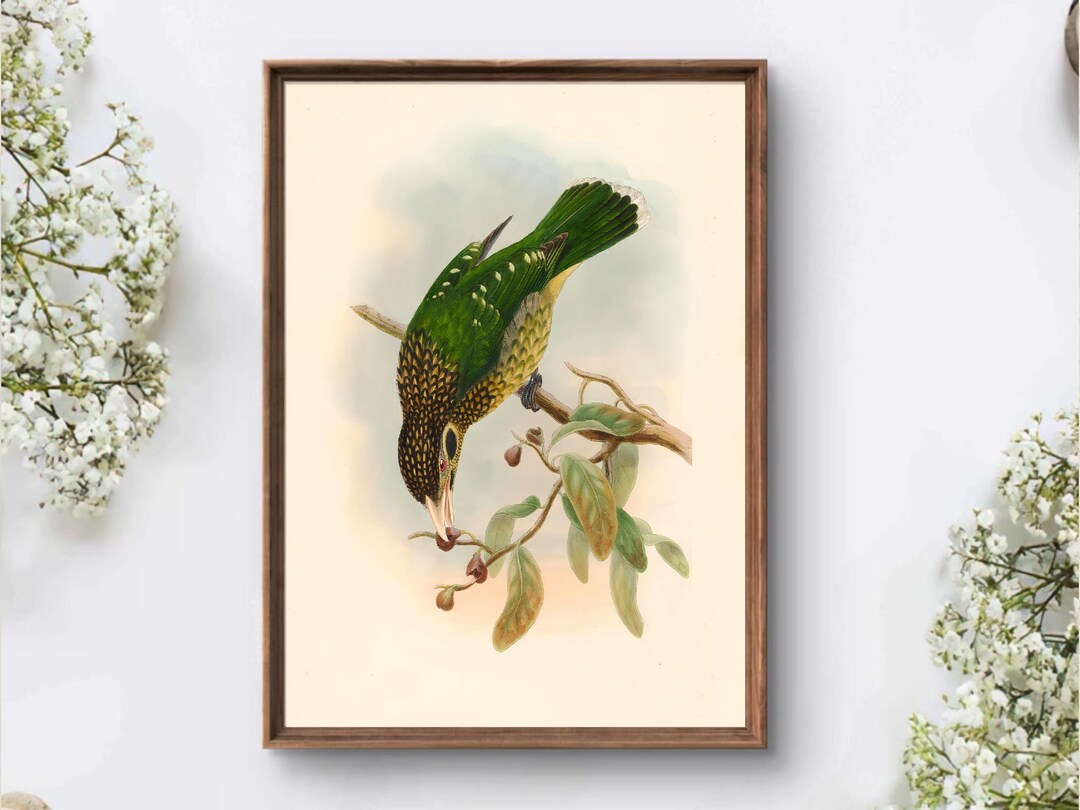Vintage Bird Digital Download, Spotted Catbird, Scientific Illustration ...