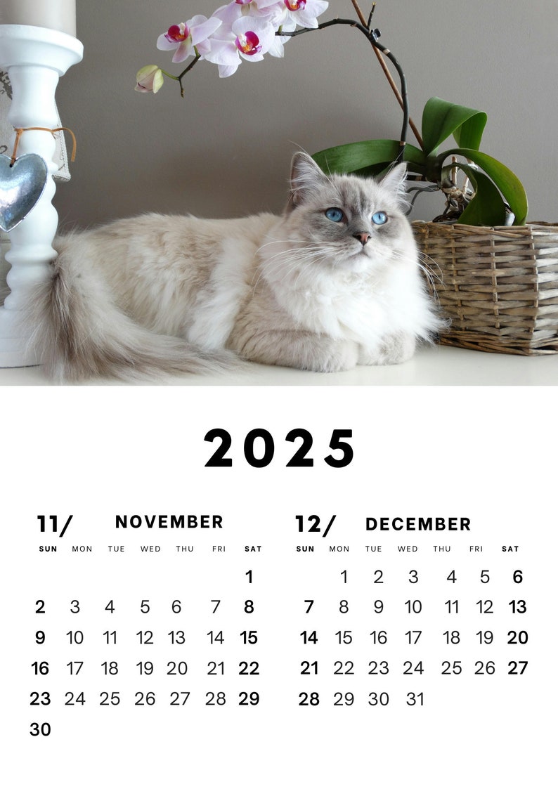 2025 Digital Download-calendar-cat - Etsy